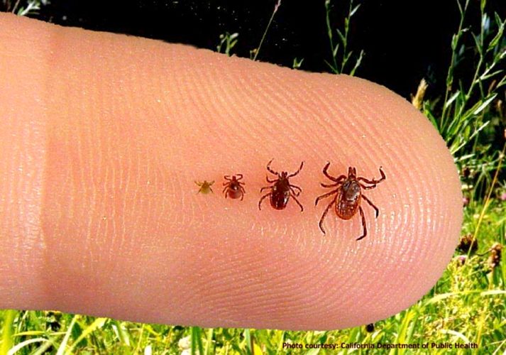 Tick tock, it’s ‘tick o’clock’ | News, Sports, Jobs - The Express